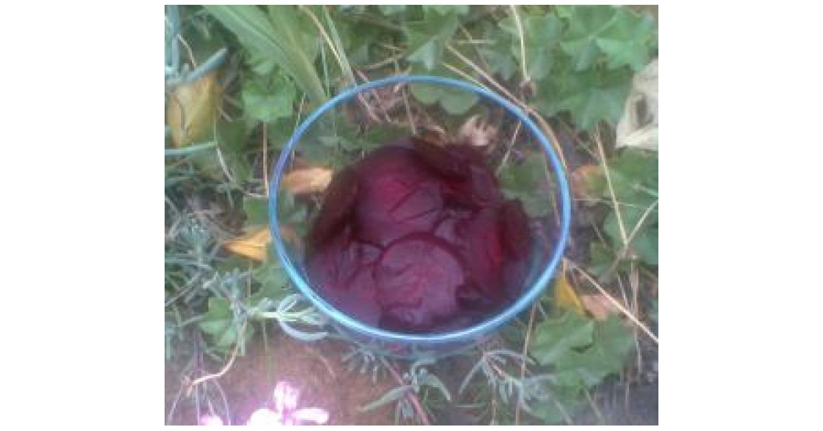Cooked Beetroot by guest. A Thermomix ® recipe in the category Side ...